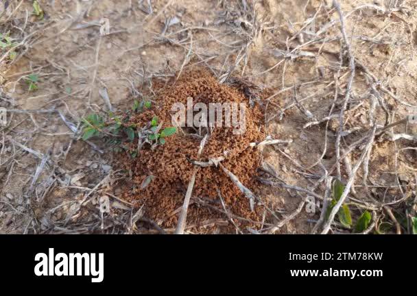 Colony of ants. Ants are making their home and Digging the soil from ...