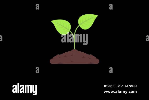 Seedling process seed icon Stock Videos & Footage - HD and 4K Video ...