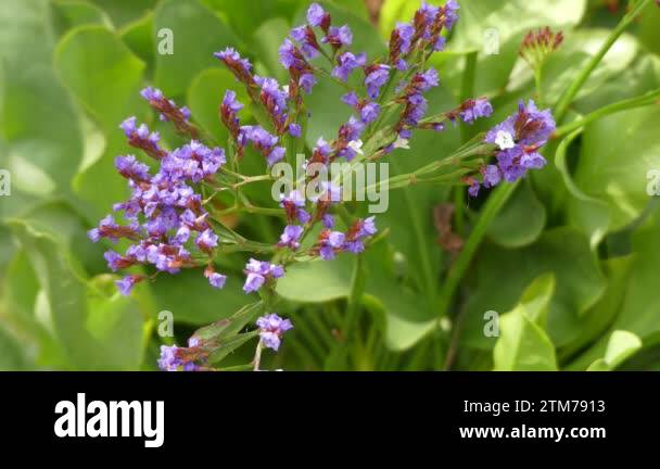 Limonium sventenii, Limonium is a genus of 120 flower species. Members ...