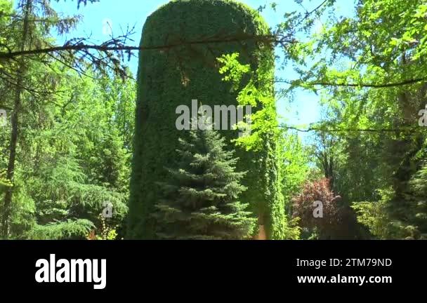 Overgrown tower Stock Videos & Footage - HD and 4K Video Clips - Alamy