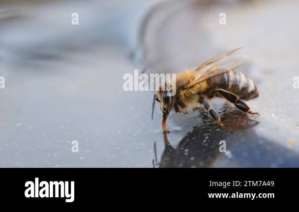 A honey bees drinks water. Bees drink water from a drinking bowl in an ...
