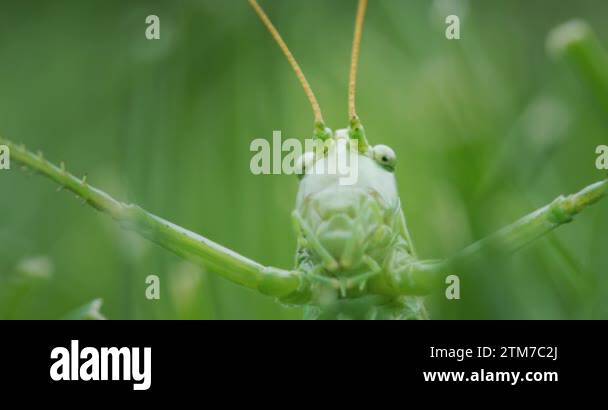 Green locust head Stock Videos & Footage - HD and 4K Video Clips - Alamy