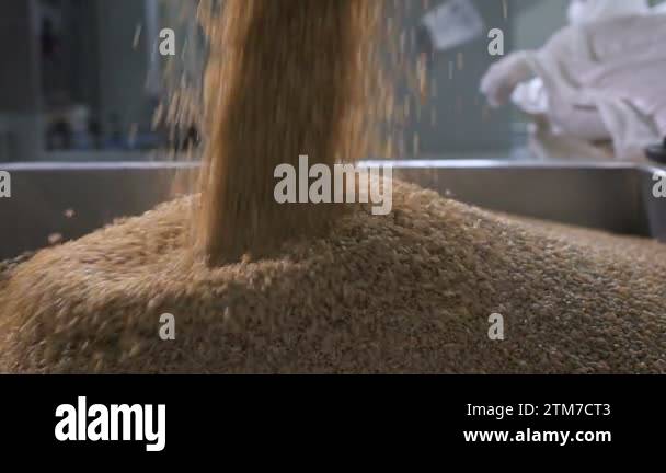 At the factory for sorting and packaging of cereals and grains. Worker ...