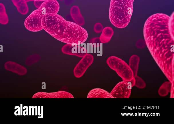 Salmonella bacteria. S. typhi, S. typhimurium and other Salmonella, rod ...