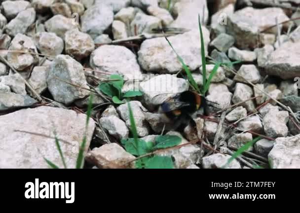 A bumblebee on forest grains and stones, a vital part of biodiversity ...