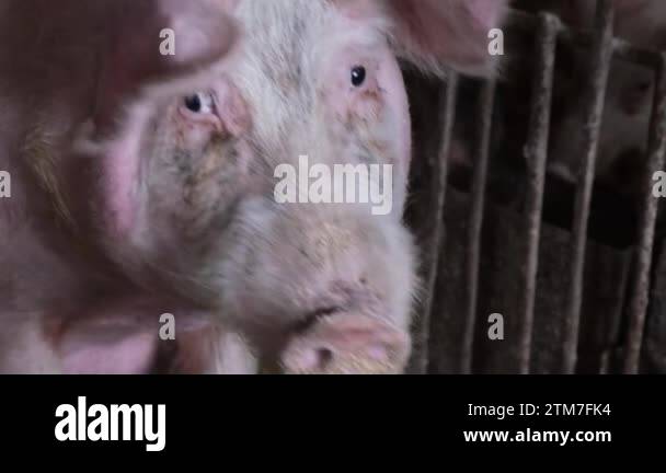 A zoomed-in image of a large pig with a sad expression that lives in ...