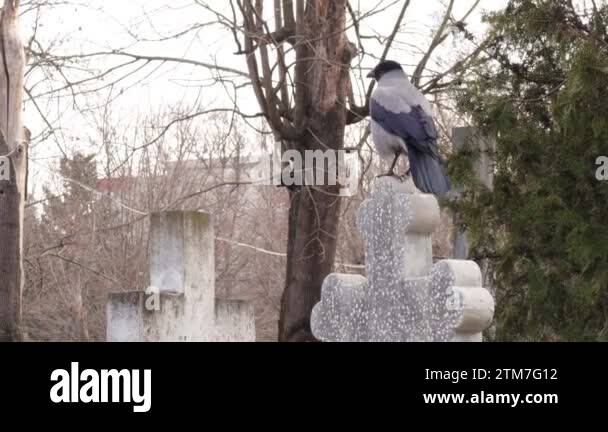 Crow graveyard Stock Videos & Footage - HD and 4K Video Clips - Alamy