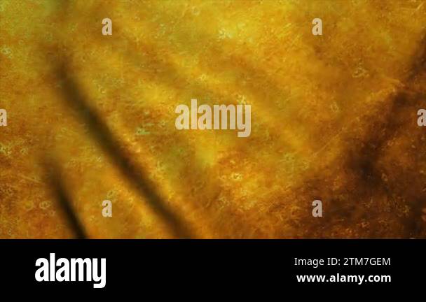 Light gold fabric texture seamless Stock Videos & Footage - HD and 4K ...