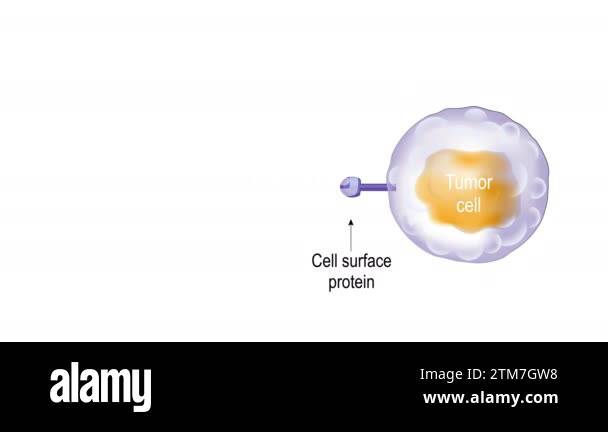 CAR T-cell therapy. cancer immunotherapy. killing of tumor cells ...
