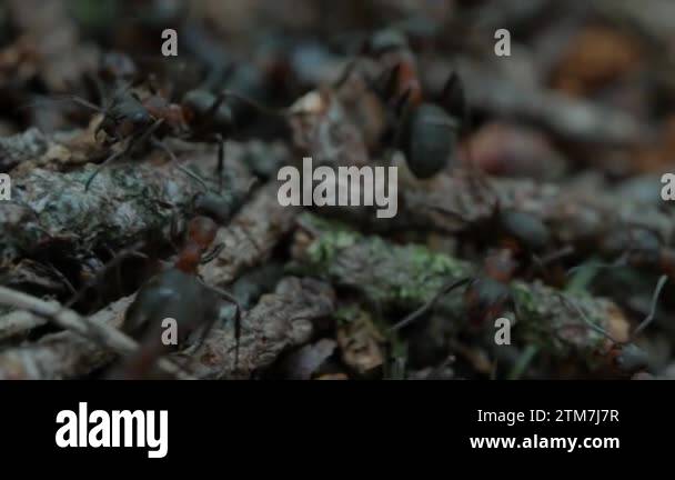 Working ants, teamwork. 4K UHD Stock Video Footage - Alamy