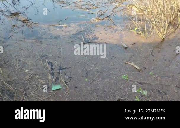 ecological problems. polluted water. flood. Ukraine. ecological ...