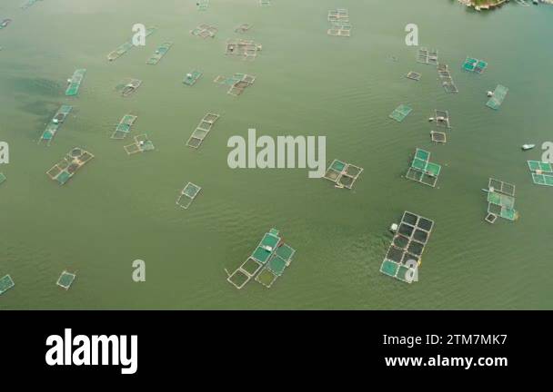 Fish farm with cages for fish and shrimp on the lake Taal, top view ...