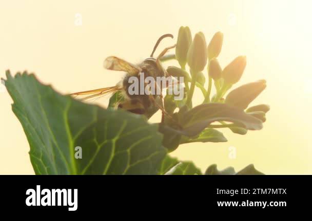 Hymenoptera suborder Stock Videos & Footage - HD and 4K Video Clips - Alamy