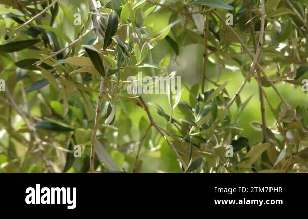 Olive tree olea europaea leaves Stock Videos & Footage - HD and 4K ...