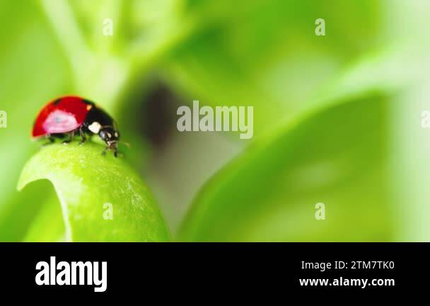 Little red ladybug Stock Videos & Footage - HD and 4K Video Clips - Alamy