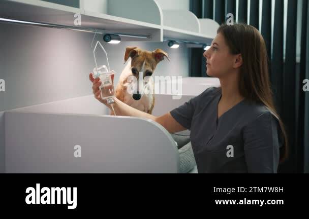 Whippet breed dog with veterinarian female setting up medical dropper ...