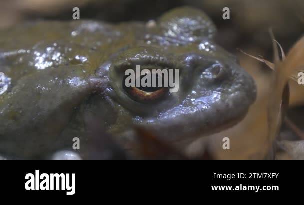 Colorado river frog Stock Videos & Footage - HD and 4K Video Clips - Alamy