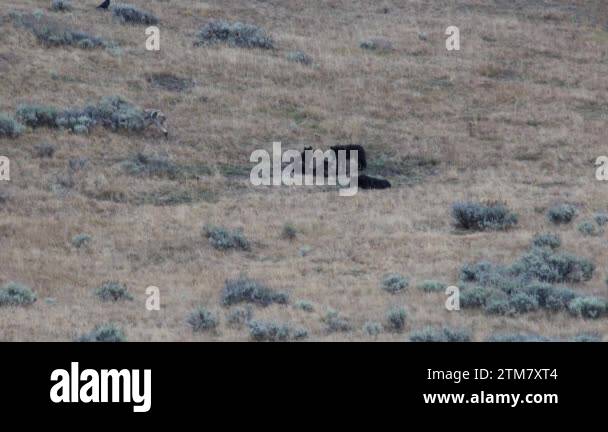 Wolves yellowstone pack Stock Videos & Footage - HD and 4K Video Clips ...