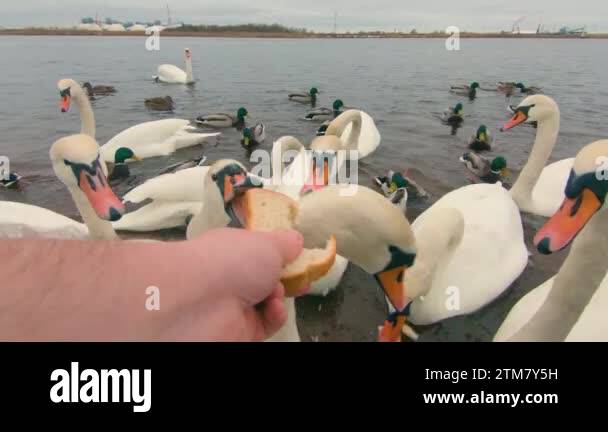 Feeding Swans with Bread in River at Mainly Cloudy Day - First Person ...