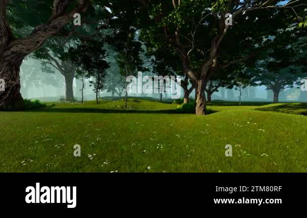 Deciduous trees with shadow Stock Videos & Footage - HD and 4K Video ...