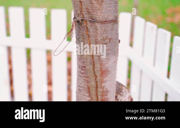 Tree wounds Stock Videos & Footage - HD and 4K Video Clips - Alamy