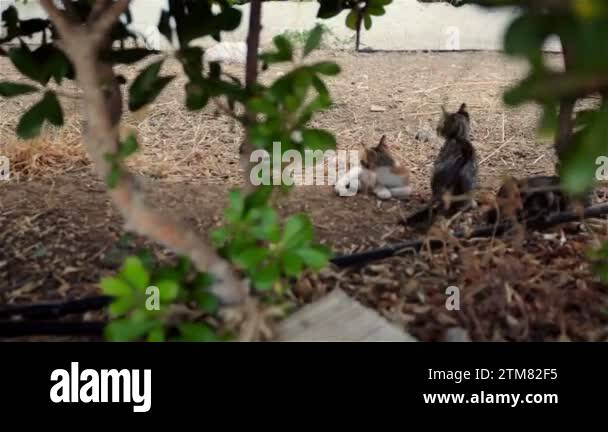 Hidden in bushes Stock Videos & Footage - HD and 4K Video Clips - Alamy