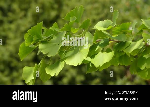 Ginkgo biloba, known as ginkgo, also spelled gingko, or as the ...