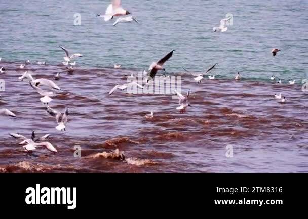 Dumping of dirty wastewater into sea Industrial and factory wastewater ...