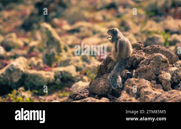 Quick reflexes Stock Videos & Footage - HD and 4K Video Clips - Alamy