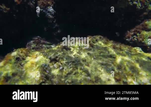 A pair of African rainbow wrasse or Mediterranean rainbowfish (Coris ...