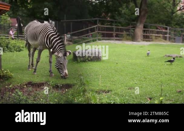 Zebra zoo animal Stock Videos & Footage - HD and 4K Video Clips - Alamy