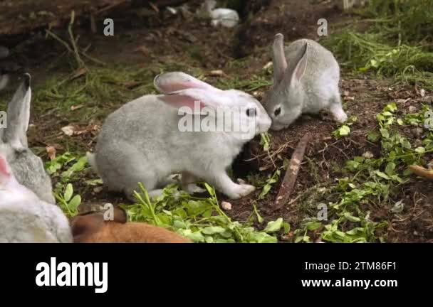 Rabbits ear plant Stock Videos & Footage - HD and 4K Video Clips - Alamy