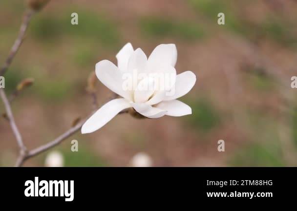 White magnolia flowers in the wind. Blooming tree in spring in the park ...