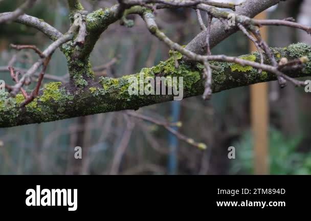 Garden trees covered with moss and lichen slow down their growth, bear ...