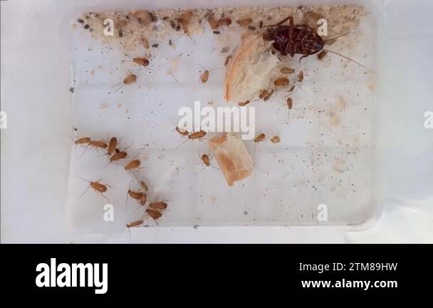 Black cockroach nymphs in trap. Many small cockroaches in plastic ...