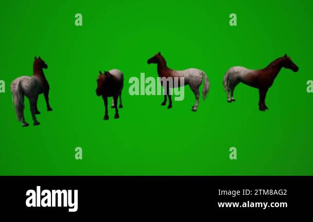 3D animal thoroughbred racehorse green screen background eating and ...