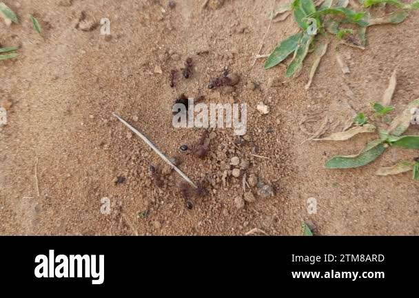 Colony of ants. Ants are making their home and Digging the soil from ...
