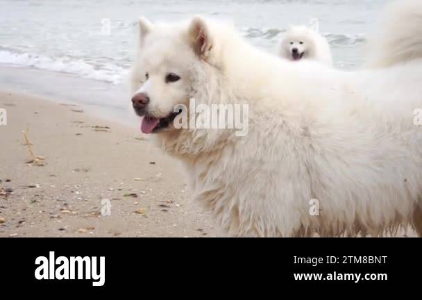 Samoyed at the beach Stock Videos & Footage - HD and 4K Video Clips - Alamy