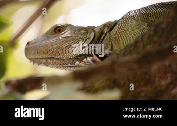 Detail of head and skin on Iguana body covered by small scales ...