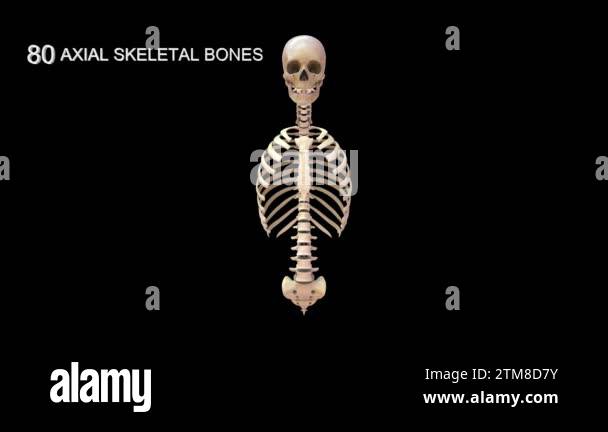 Total axial bones in human skeletal system.3d illustration Stock Video ...
