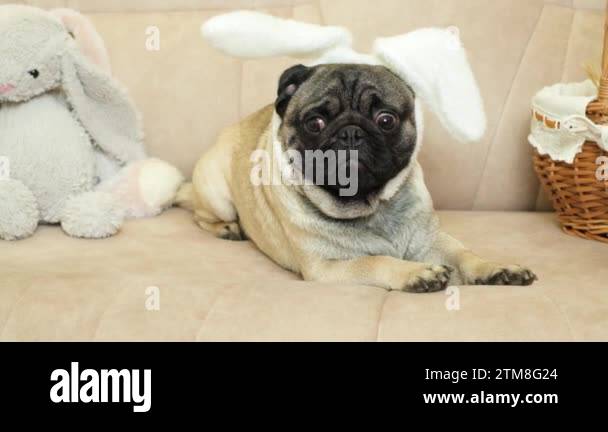 Pug ears Stock Videos & Footage - HD and 4K Video Clips - Alamy