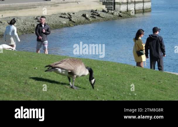 canadian goose walks in Vancouver in park people walk without noticing ...