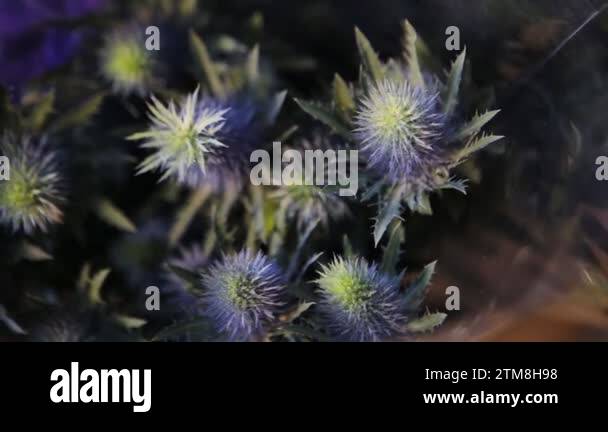 Thorn plants Stock Videos & Footage - HD and 4K Video Clips - Alamy