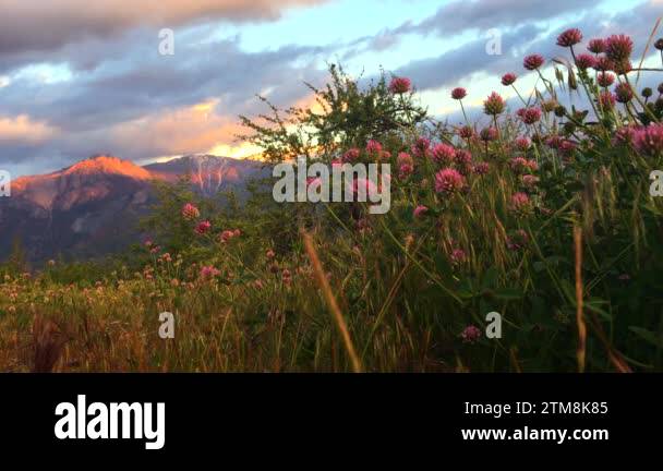 Rock clover Stock Videos & Footage - HD and 4K Video Clips - Alamy