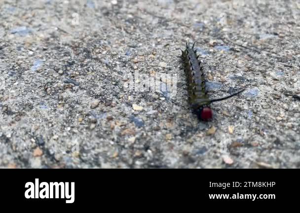 Millipede worm Stock Videos & Footage - HD and 4K Video Clips - Alamy