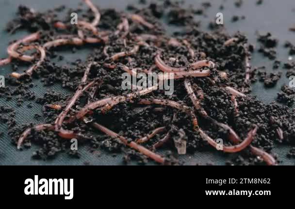 Close up Crawling Red Earthworms in Black Soil Isolated on Black ...