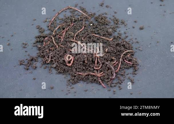 Close up Crawling Red Earthworms in Black Soil Isolated on Black ...