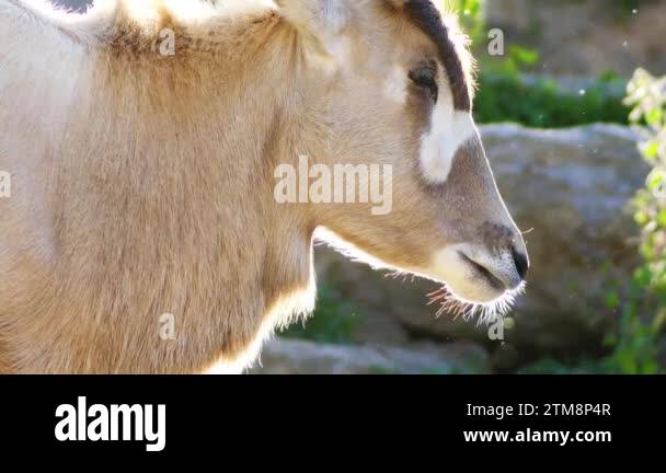 The addax (Addax nasomaculatus), also known as the white antelope and ...