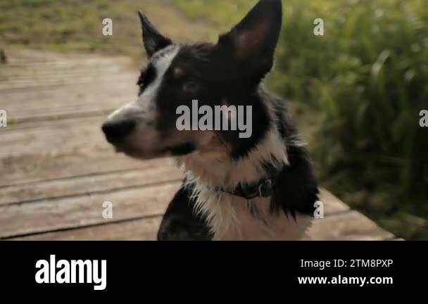 Working collie dog Stock Videos & Footage - HD and 4K Video Clips - Alamy