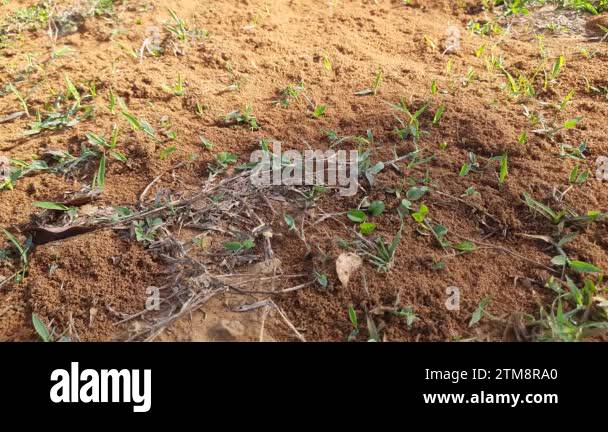 Colony of ants. Ants are making their home and Digging the soil from ...